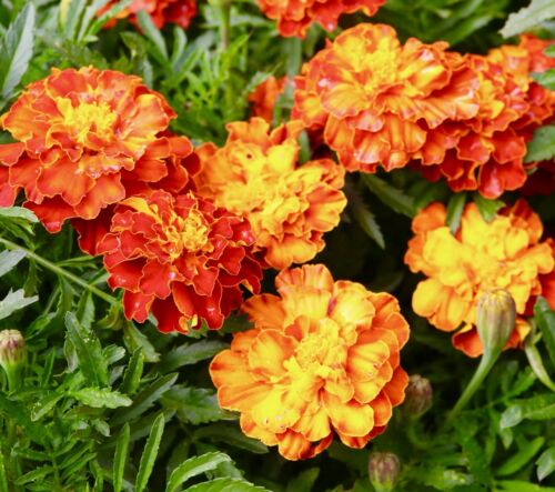 400x Dwarf French Marigold Bonita Mix Seeds -Tagetes Double Flower - A ...