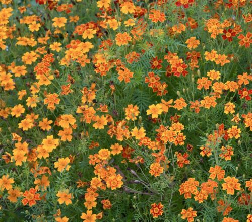350x Marigold Starfire Mix Seeds - Tagetes Tenuifolia - Mexican Marigo ...