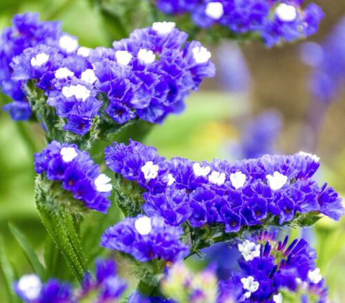 110x Statice Deep Blue Lavender Seeds - Limonium Sinuatum - Flower ...
