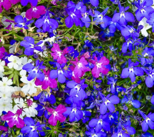 Lobelia Erinus Compacta String Of Pearls Mixed - 10,000x Seeds - Flowe ...