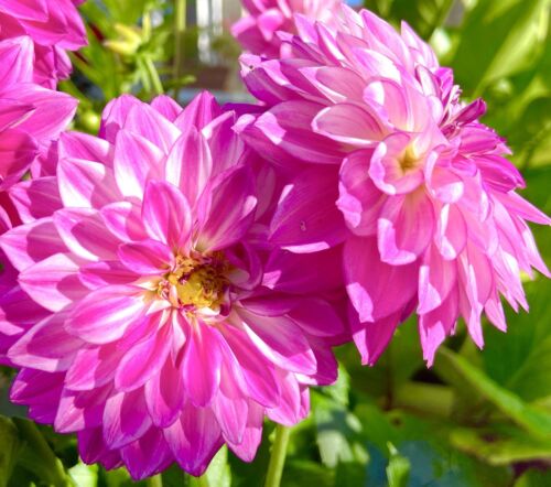 Dwarf Dandy Dahila Mixed - 50x Seeds - Hardy Perennial - Flower ...