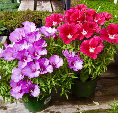 2200x Dwarf Godetia Mix Seeds - Clarkia Amoena - Summer Flowering ...