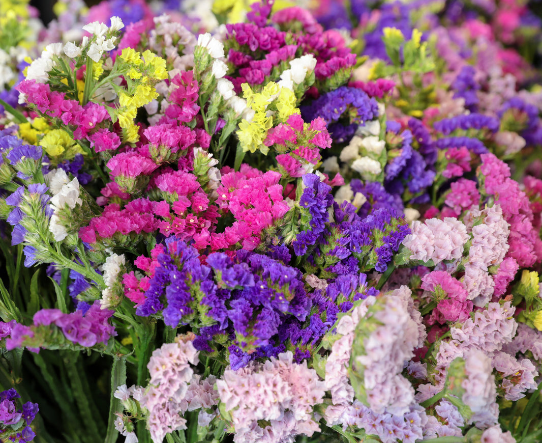 Products – Yorkshire Seeds