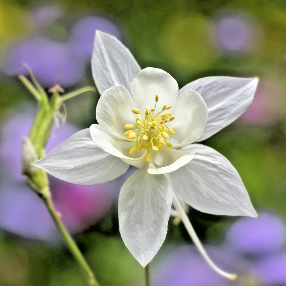 200x White Crystal Star Columbine Seeds – Delicate White Aquilegia Flo ...