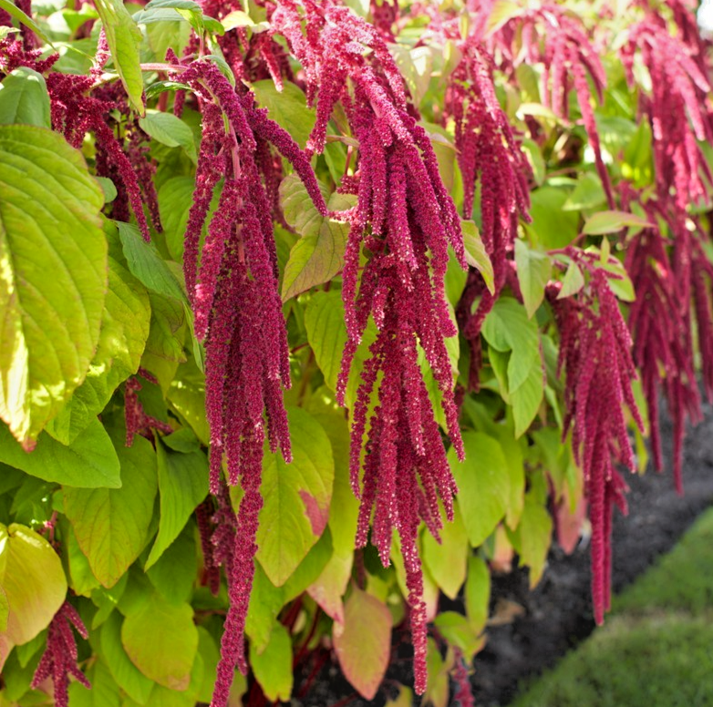 6000x Amaranthus Caudatus Red Seeds – Ideal for Borders, Beds & Contai ...