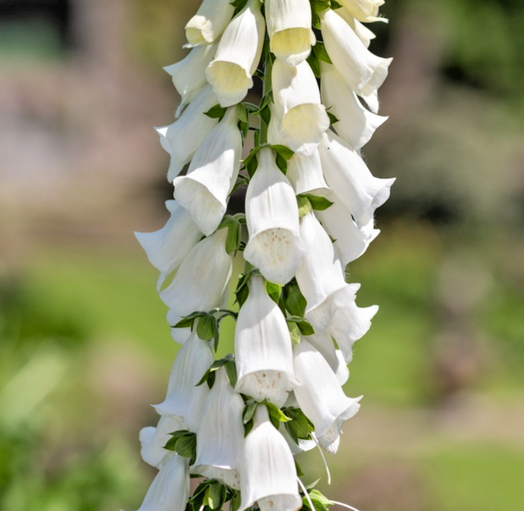 Alba White Foxglove – 1000x Seeds - Stunning Tall White Flowers for Ga ...