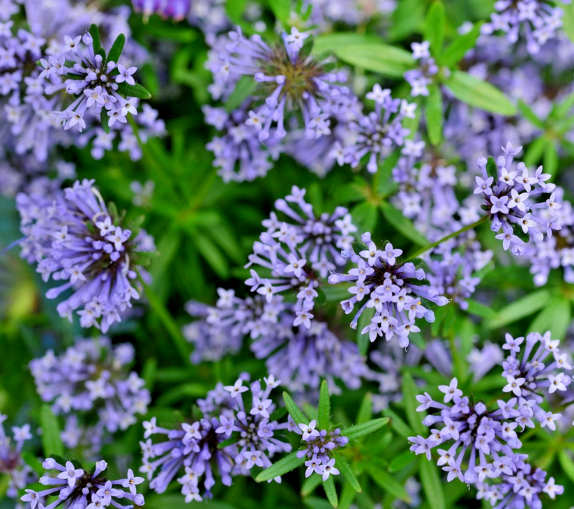 500x Blue Woodruff Asperula Orientalis Seeds – Sweetly Scented Blue Fl ...