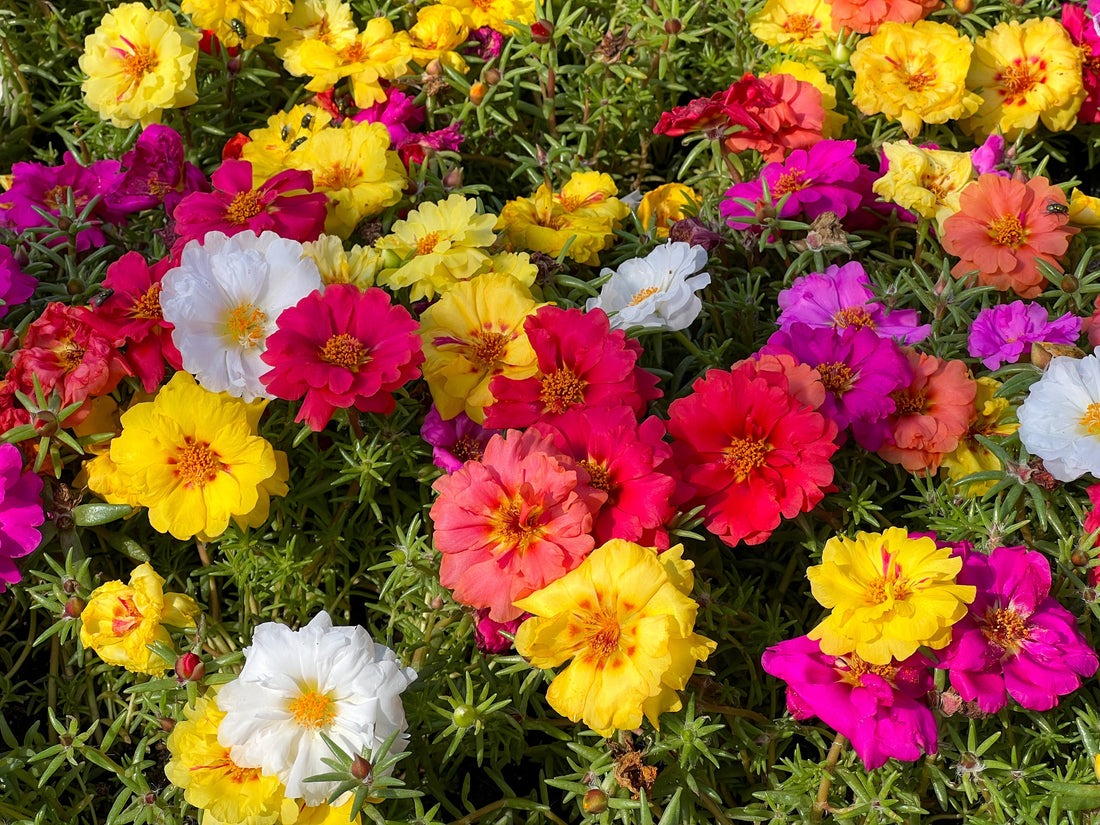 Portulaca Grandiflora Double Mix 3000 seeds - Moss Rose - Flower ...