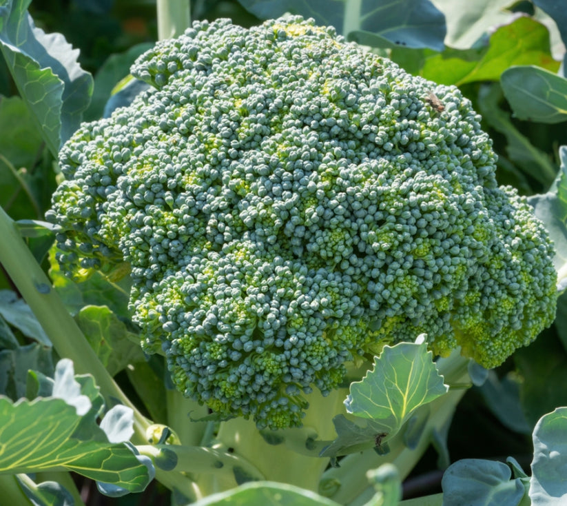 Green Sprouting Broccoli Seeds x 400 - Calabrese Long Season Hardy Veg ...
