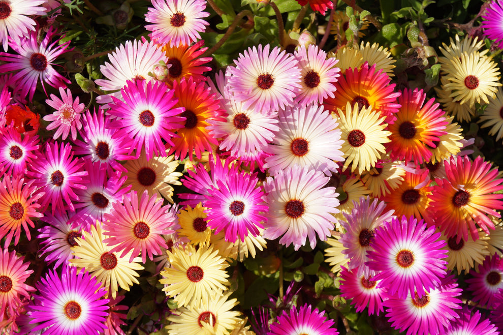 500x Mixed Livingstone Daisy Ice Plant Colour Flower Seeds – Yorkshire ...