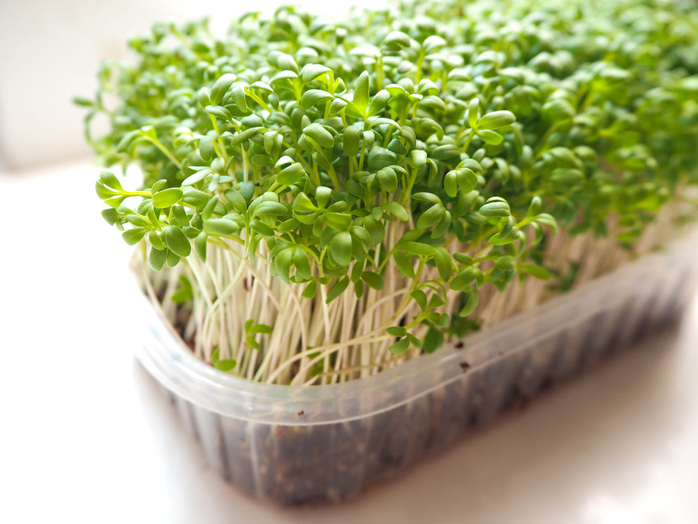 Cress Common 4000x Vegetable Herb Seeds – Yorkshire Seeds