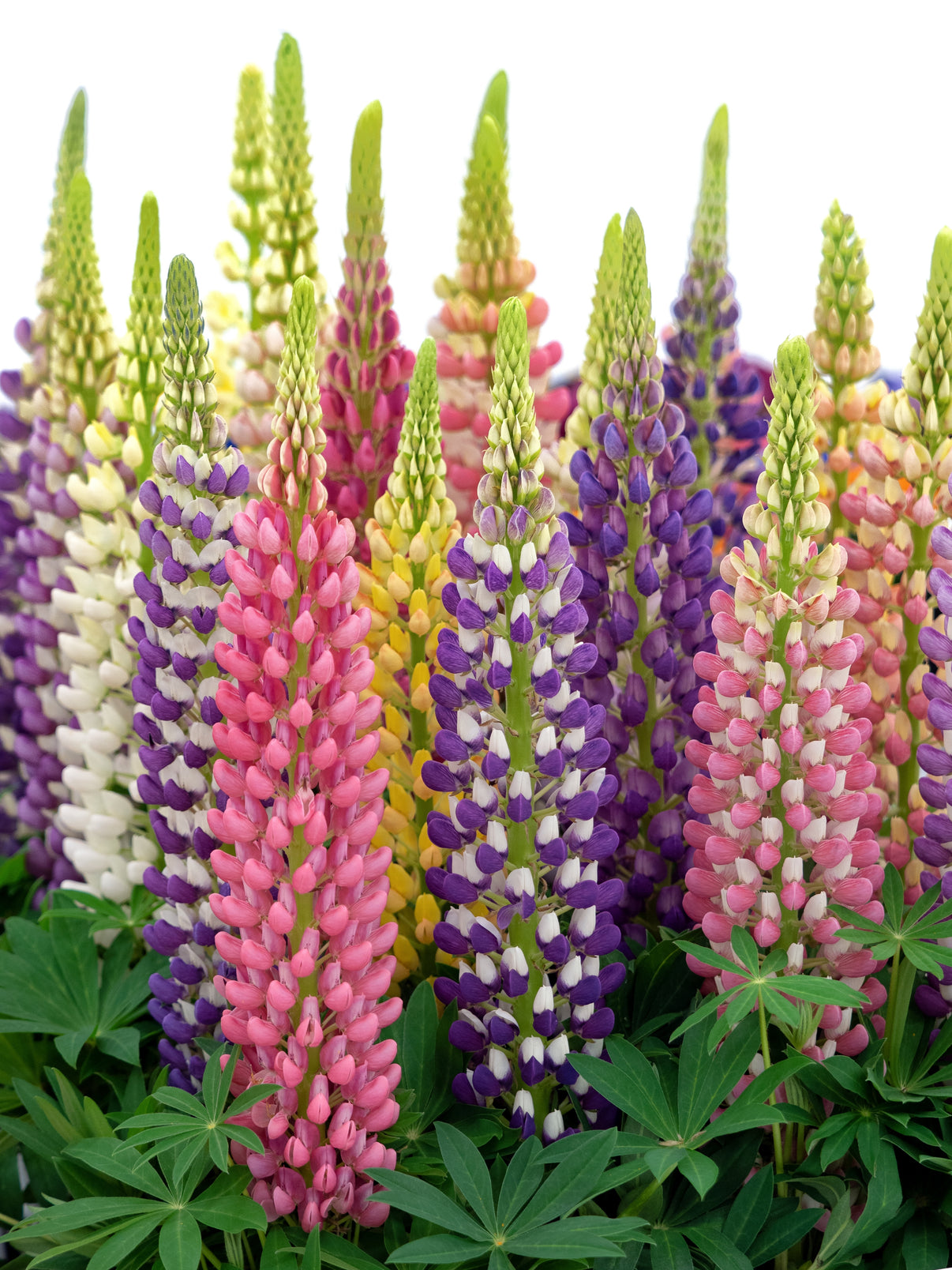 Russell Lupin Mix Lupinus Polyphyllus - 70 seeds - Perennial Tall Flow ...