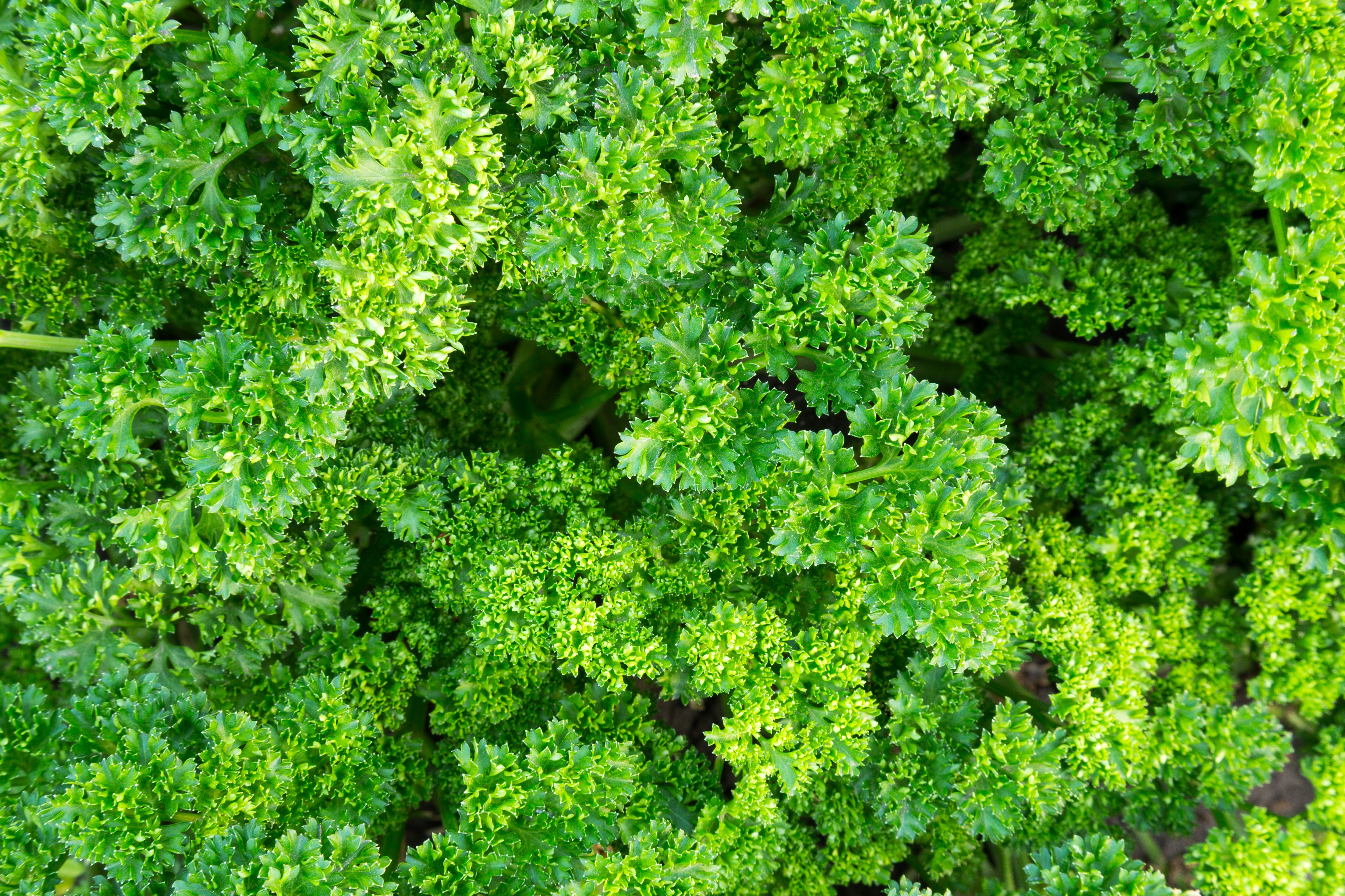 Vegetable - Parsley - Champion Moss Curled - 700 Seeds - Finest Vegeta ...