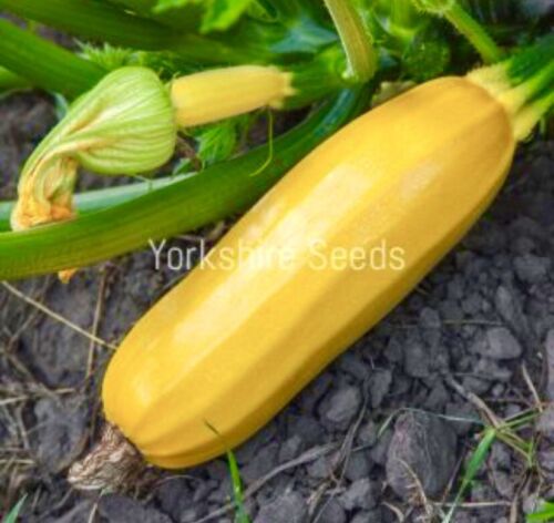 Atena Polka Courgette F1 - 10x Seeds - Vegetable – Yorkshire Seeds