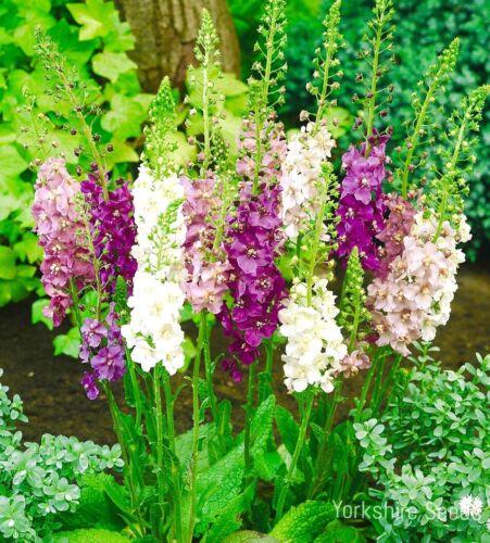 Verbascum Phoeniceum Hybrid Mixed Hardy Perennial Flower - 200x Seeds ...
