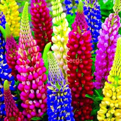 Russell Lupin Mix Lupinus Polyphyllus - 70 seeds - Perennial Tall Flow ...