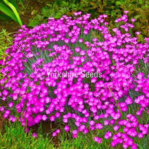 Pink Cheddar Dianthus Gratianopolitanus Perennial Fragrant - 200x Seed ...