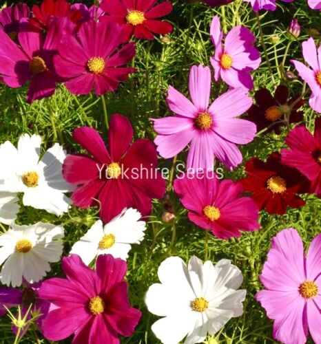 Cosmos Dwarf Mixed Flower Seeds For Pots & Garden - 100x Seeds - Flowe ...