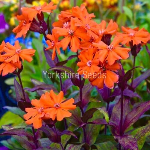 Lychnis Arkwright S Campion - 250x Seeds - lychnis - Flower – Yorkshire ...