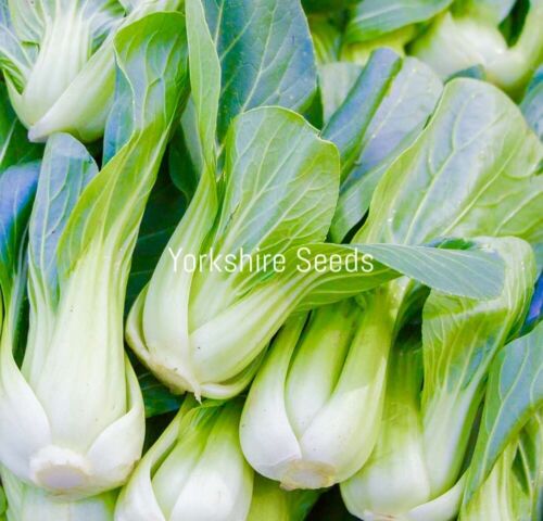 Pak Choi F1 Hanakan - 250x seeds - Oriental Vegetable – Yorkshire Seeds