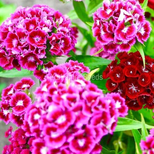 Sweet William Flower Mix - 1100x Seeds - Dianthus Barbatus - Flower ...
