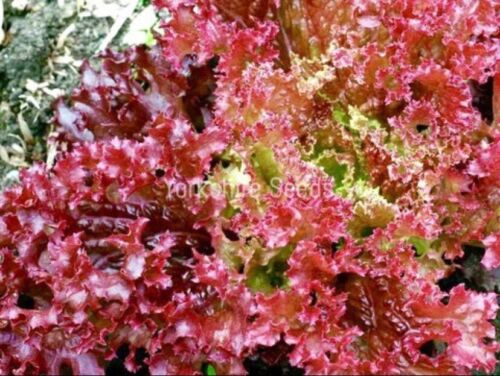 Organic Lettuce Lolla Rossa - 2100x seeds - Vegetable – Yorkshire Seeds
