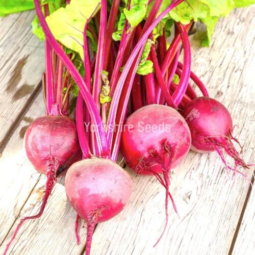 Beetroot Detroit Crimson Globe 2 - 600 Seeds - Vegetable Seeds ...