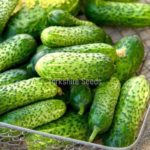 Gherkin F1 Adam Pickling Gherkin Cucumber - 20x Seeds - Vegetable ...