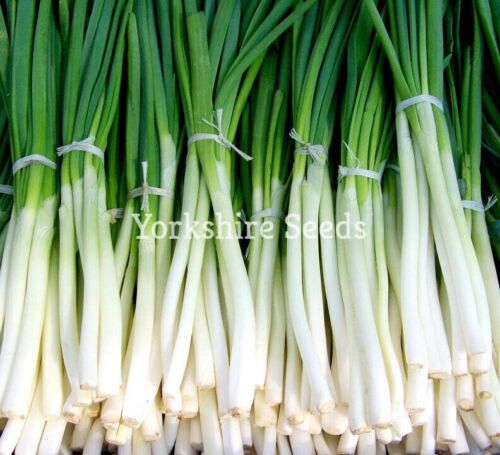 Spring Onion Seeds - 700 seeds - Long White Ishikura - Vegetable Seeds ...