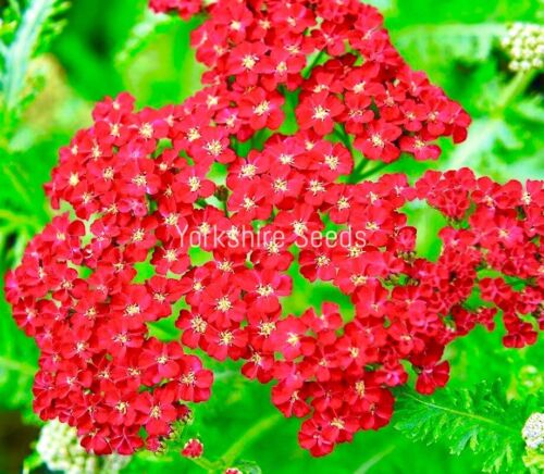 Achillea Millefolium Rubra Red - 3100x seeds - Perennial – Yorkshire Seeds