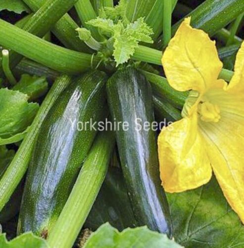 Vegetable Seeds For Gardening - Yorkshire Seeds – Page 5