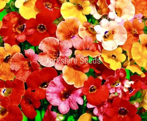Perennial Scented Nemesia Strumosa Flower - 200x Seeds - Colourful Flo ...