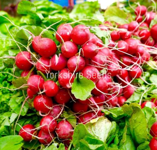 Red Radish Giant Gigante Siculo - 1400x seeds - Vegetable – Yorkshire Seeds