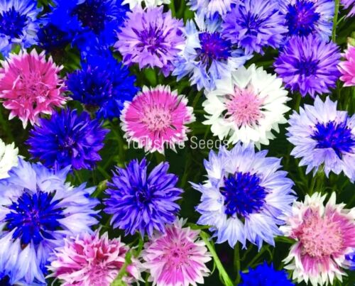 Cornflower Frosty Mix - 100x - Annual Flower Seeds – Yorkshire Seeds