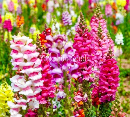 300x Giant Snapdragon Antirrhinum Majus Mix Seeds For Borders & Basket ...