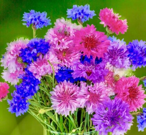 200x Dwarf Cornflower Double Polka Dot Mix Seeds - Centaurea Cyanus ...