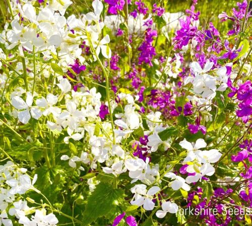Mixed Purple, Pink & White Lunaria Honesty - 30x Seeds - Flower ...