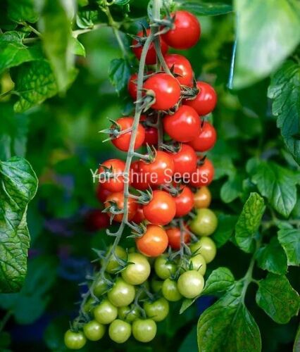 Vegetable Seeds For Gardening - Yorkshire Seeds – Page 3