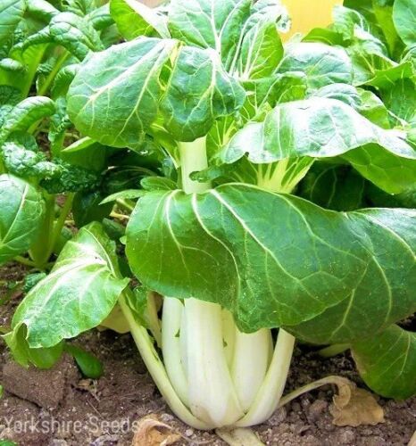 Chinese White Pak Choi - 700x Seeds - Baby Leaf - Vegetable – Yorkshire ...