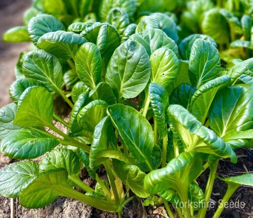 Mustard Tatsoi - 620 seeds - Vegetable Seeds – Yorkshire Seeds