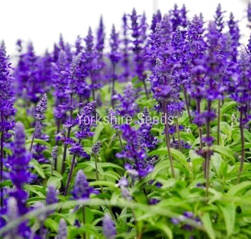 50x Salvia Nemorosa Violet Queen Seeds – Yorkshire Seeds