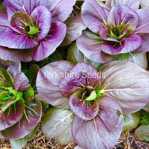 150x Cabbage Pak Choi Red Choi F1 Seeds - Vegetable – Yorkshire Seeds