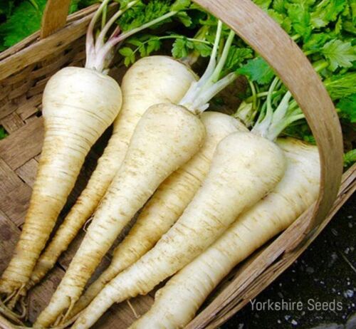 Parsnip White Gem Fresh Vegetable 350x Seeds – Yorkshire Seeds