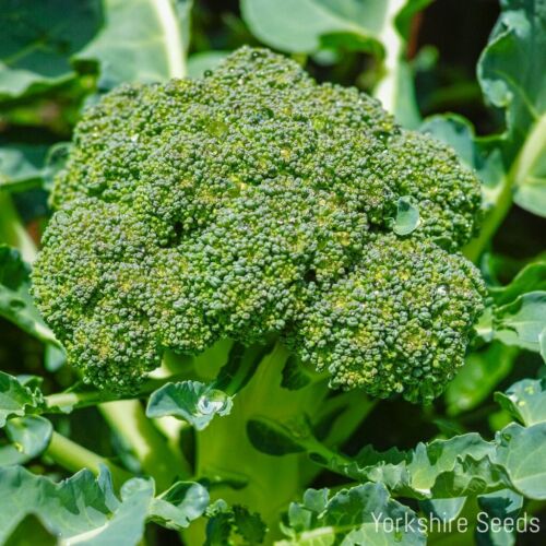 Green Sprouting Broccoli Seeds x 400 - Calabrese Long Season Hardy Veg ...