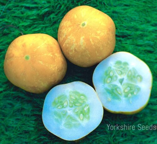 Cucumber Seeds x 40 - Crystal Lemon Round Yellow - Vegetable ...