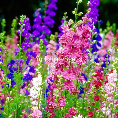 Larkspur Giant Imperial Mix - 500x seeds - Delphinium - Flower ...