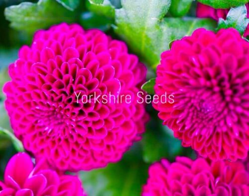 200x Pompom Daisy Bellis Perennial Mixed Double Flower Seeds ...