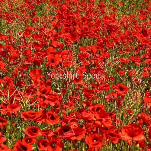 Corn Red Field Poppy Papaver Rhoeas - 5,000x Seeds - Flanders - Flower ...