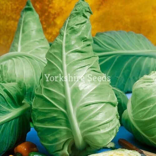 Vegetable Seeds For Gardening - Yorkshire Seeds – Page 4