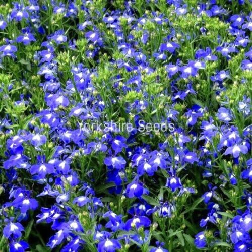 Blue Sapphire Trailing Lobelia Hanging Basket - 200x Seeds - Flowers ...